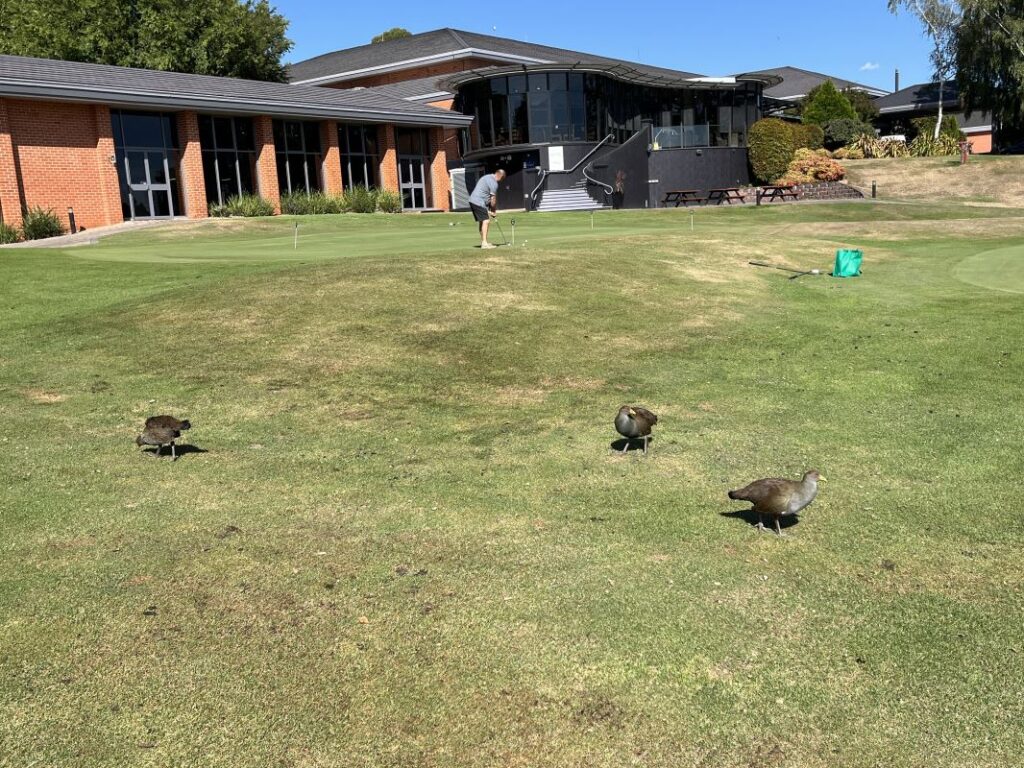 Hotel Review: The interesting Country Club Tasmania in Launceston ...