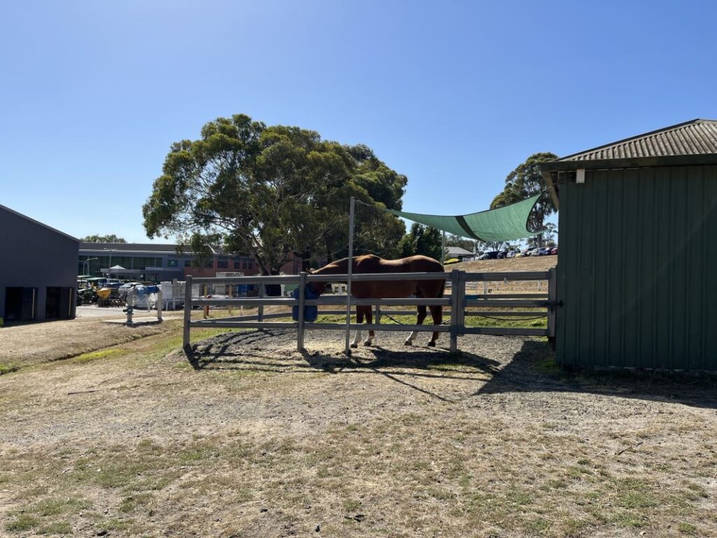 Hotel Review: The interesting Country Club Tasmania in Launceston ...