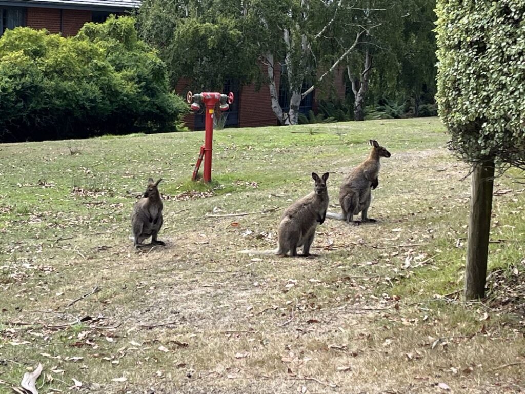 Hotel Review: The interesting Country Club Tasmania in Launceston ...